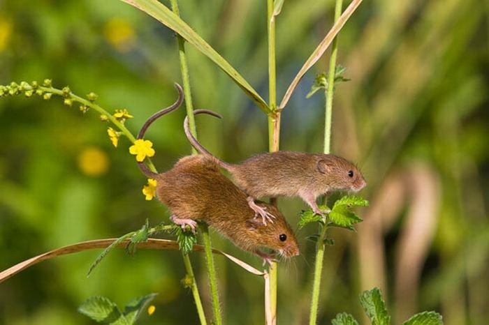 The Secret Life of the Harvest Mice | Amusing Planet